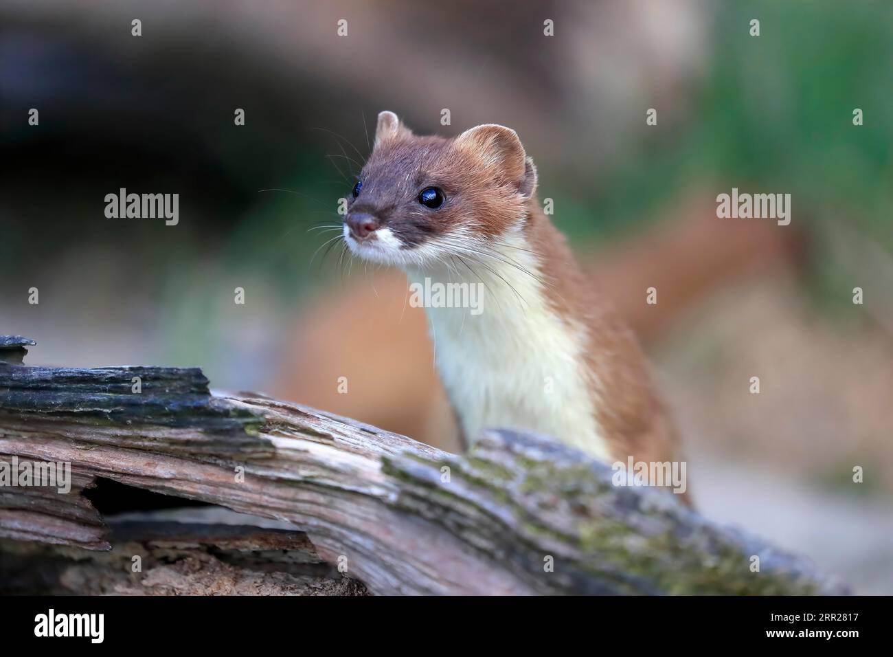 Weasel face hi-res stock photography and images - Alamy