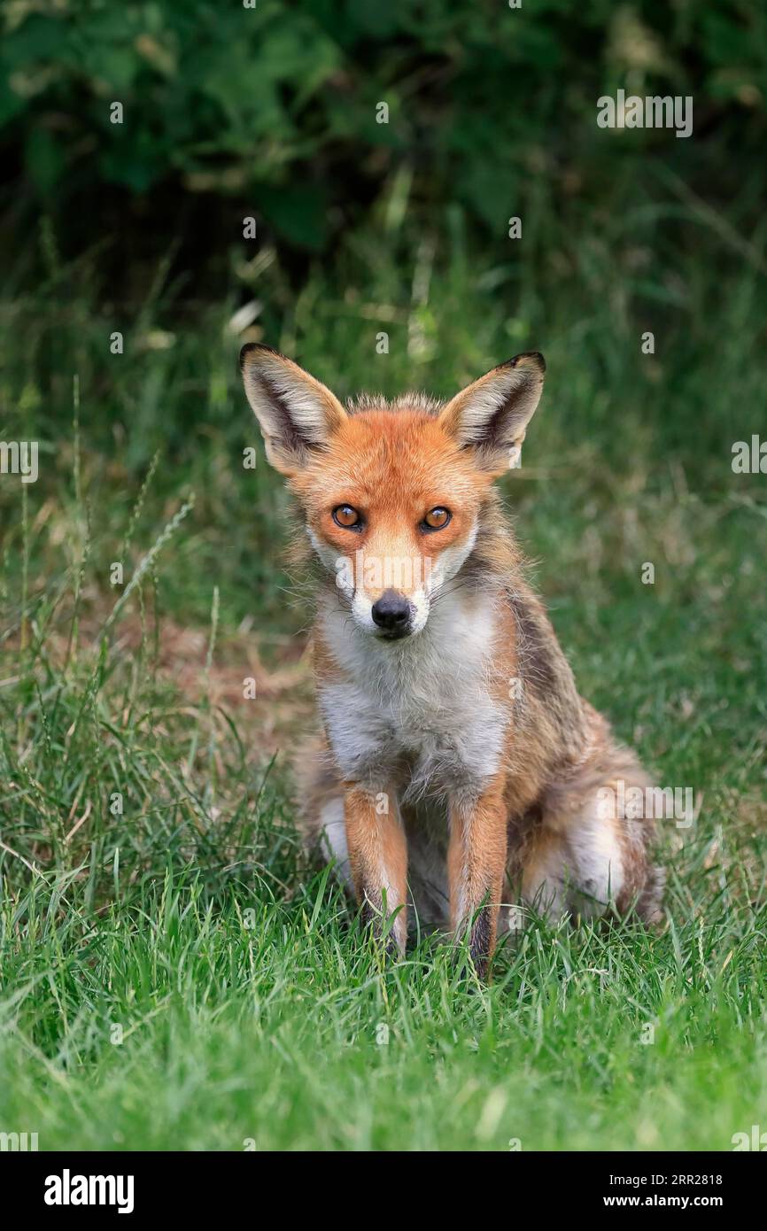 Red fox (Vulpes vulpes), adult, alert, sitting, in grass, Surrey ...