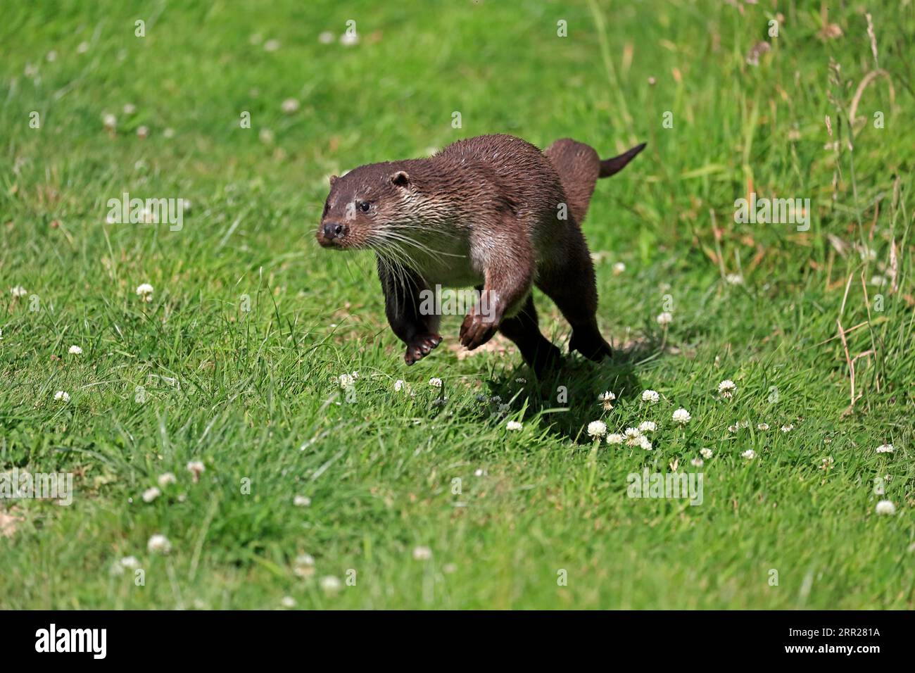 European otter (Lutra lutra), adult, on land, in meadow, running ...