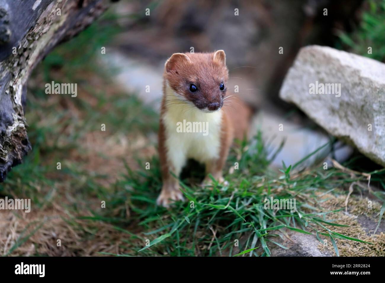 Ermine (Mustela erminea), Greater Weasel, stoat, adult, alert, Surrey ...