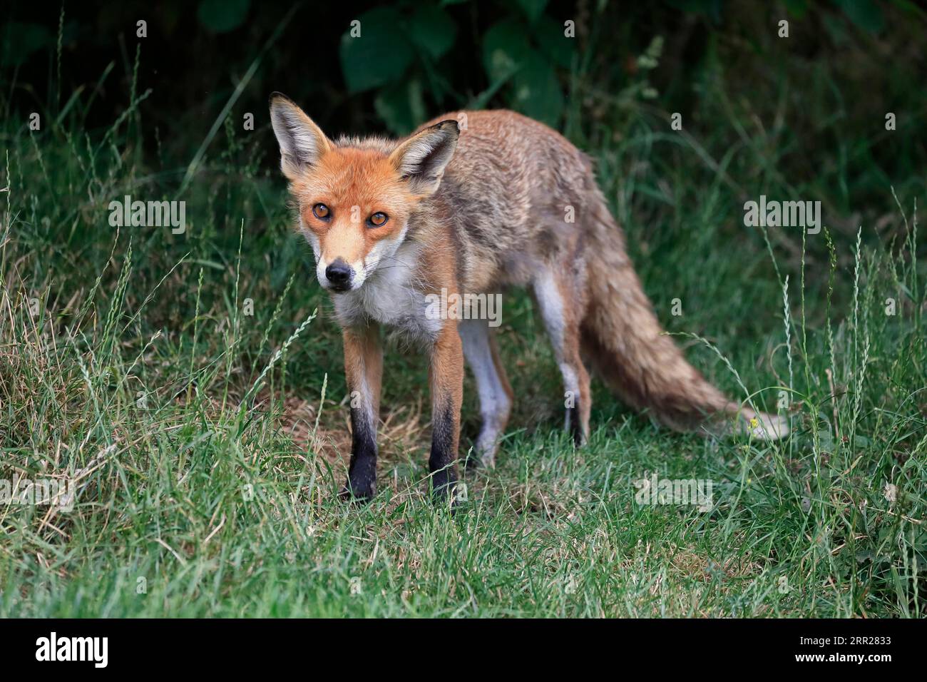 England fox hi-res stock photography and images - Alamy