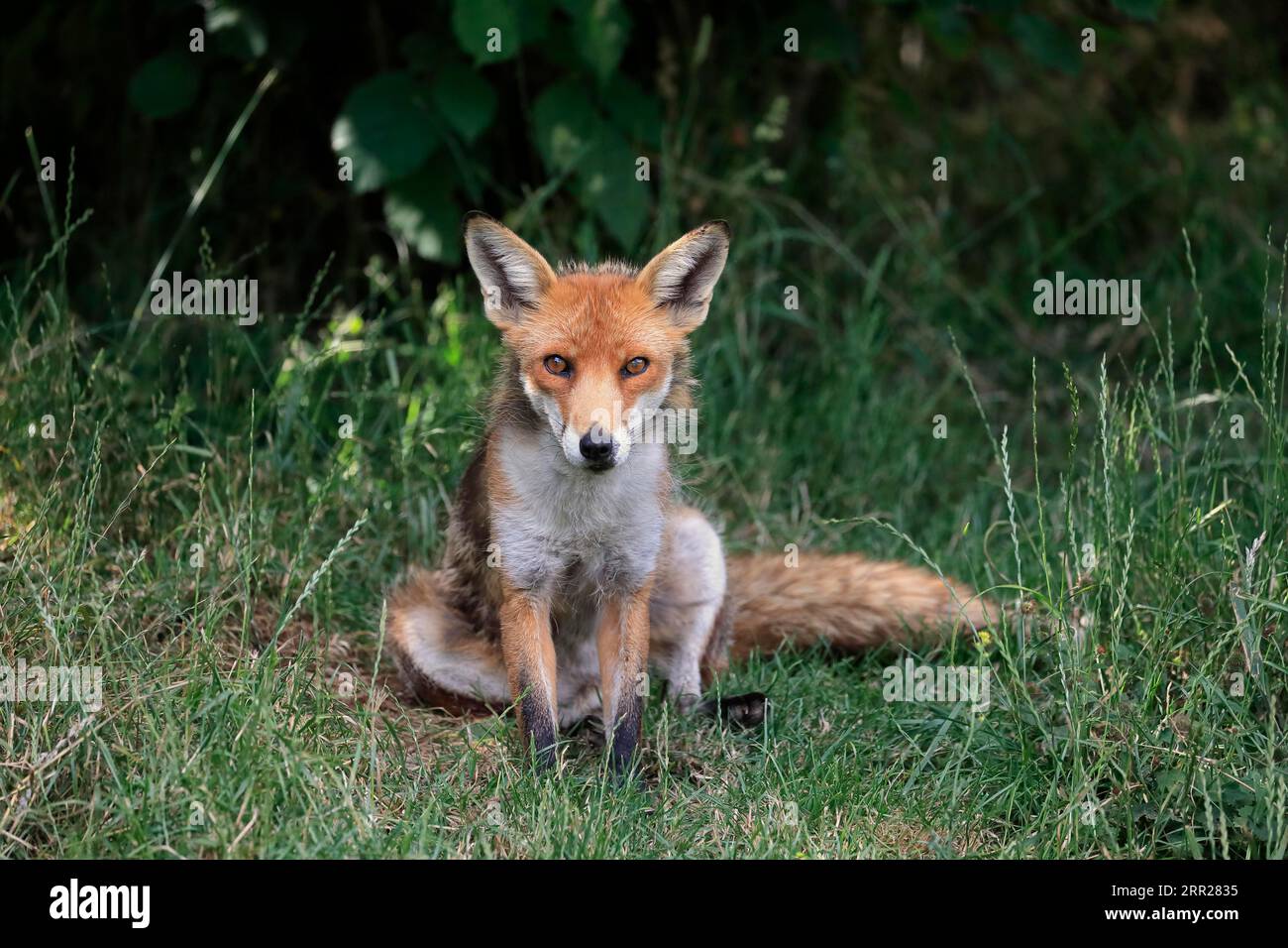 Red fox (Vulpes vulpes), adult, alert, sitting, in grass, Surrey ...