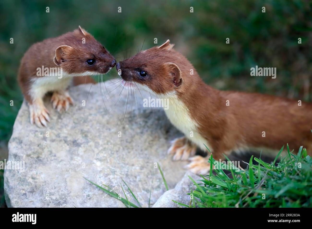 British weasel family hi-res stock photography and images - Alamy