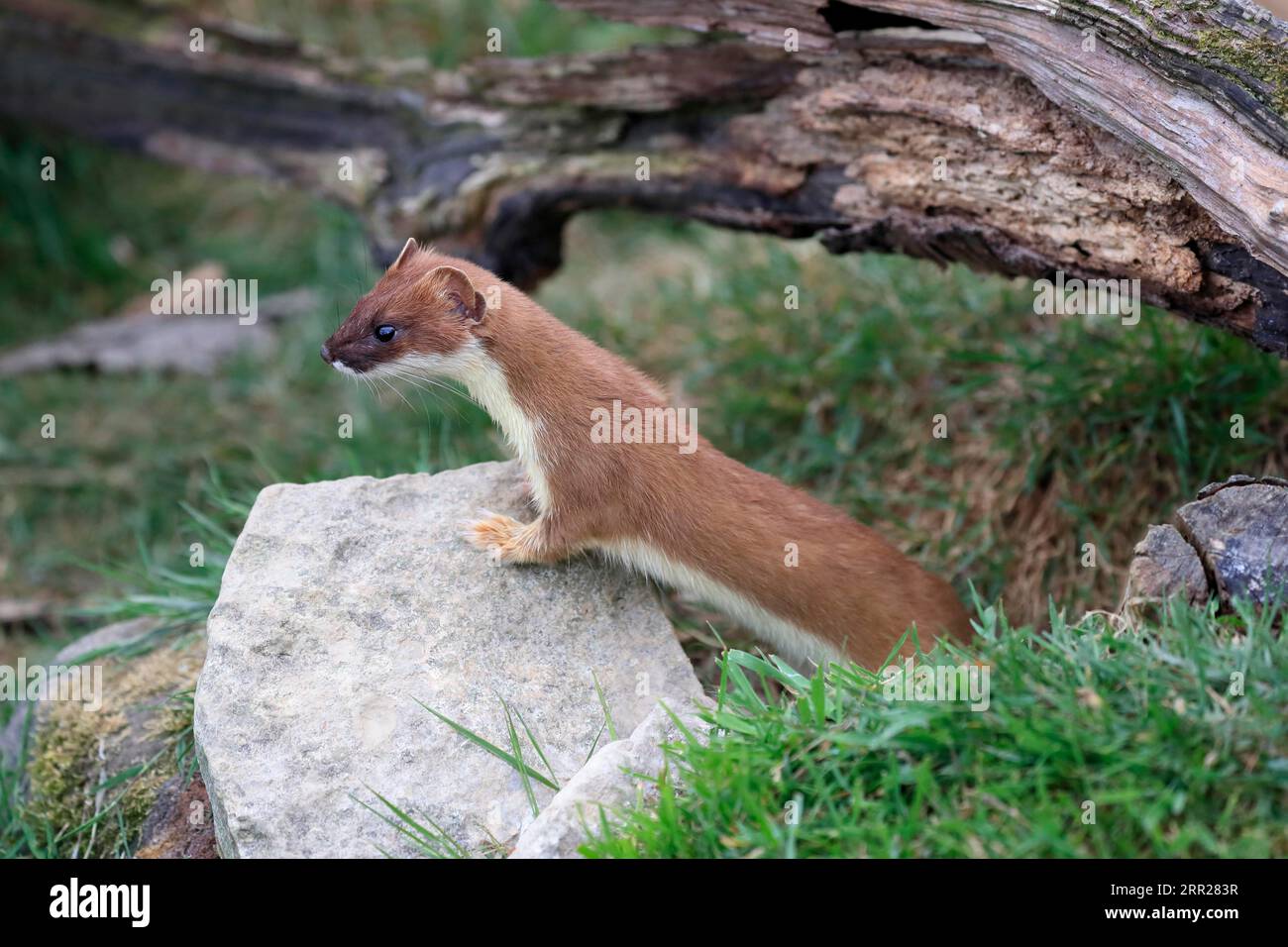 Ermine (Mustela erminea), Greater Weasel, stoat, adult, alert, Surrey ...