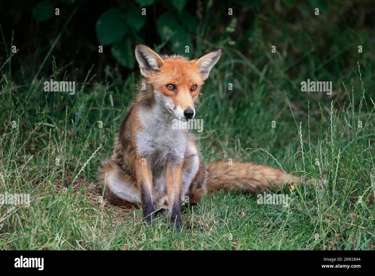 Red fox (Vulpes vulpes), adult, alert, sitting, in grass, Surrey ...