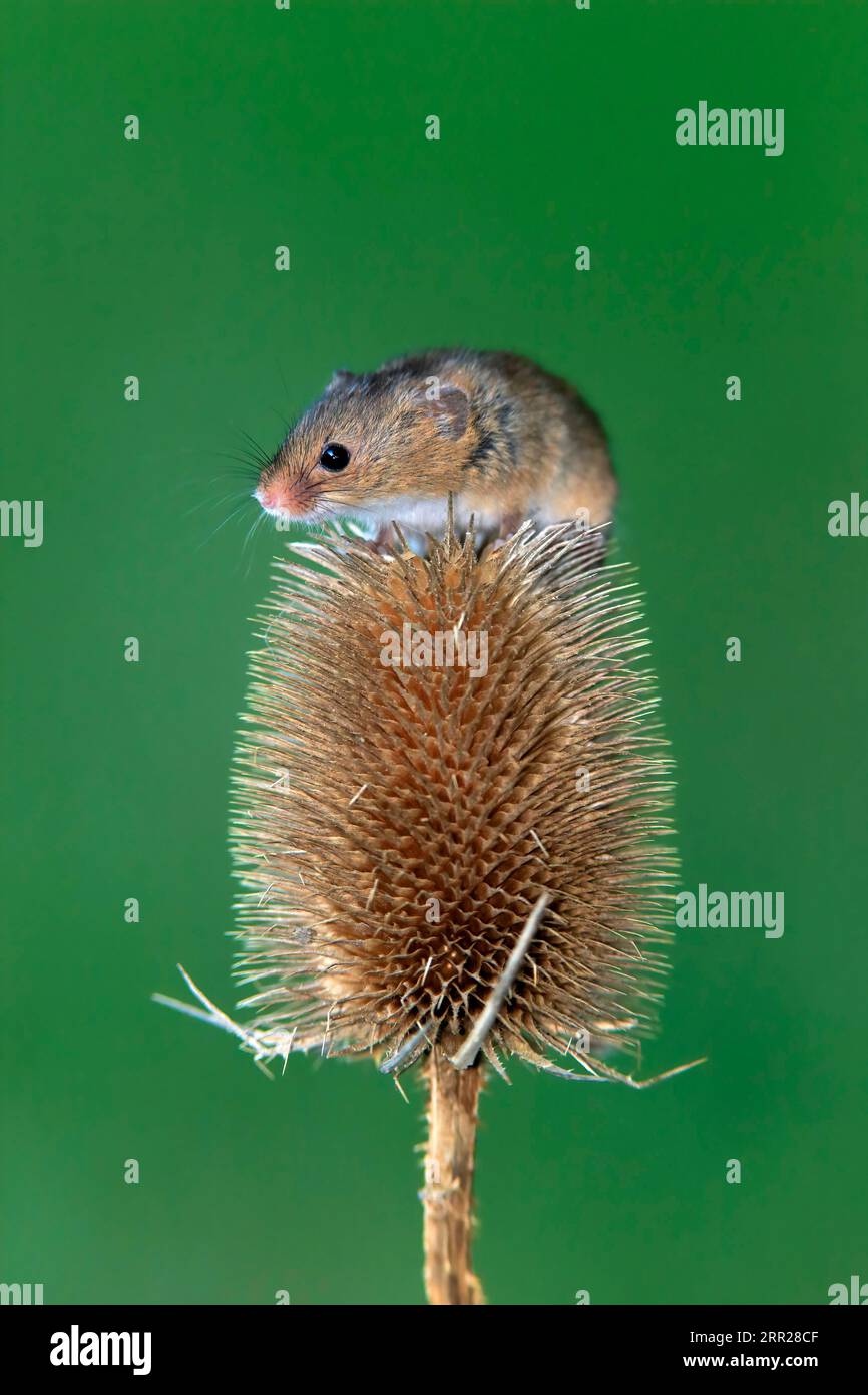 Eurasian harvest mouse (Micromys minutus), adult, on thistle, fruit ...
