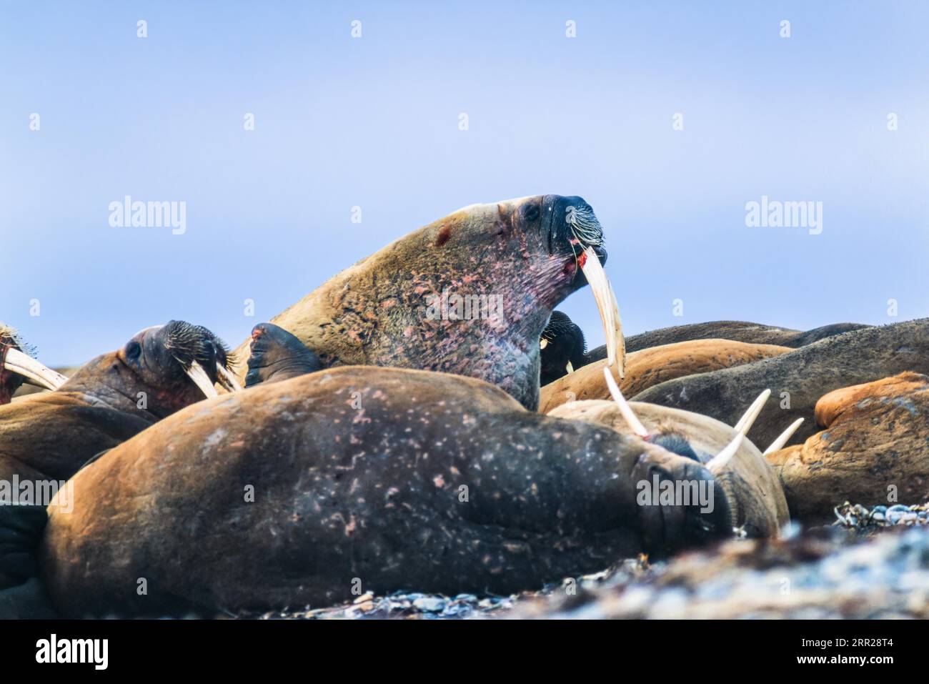 Group of Walruses lying on a beach in Svalbard, Svalbard Stock Photo ...