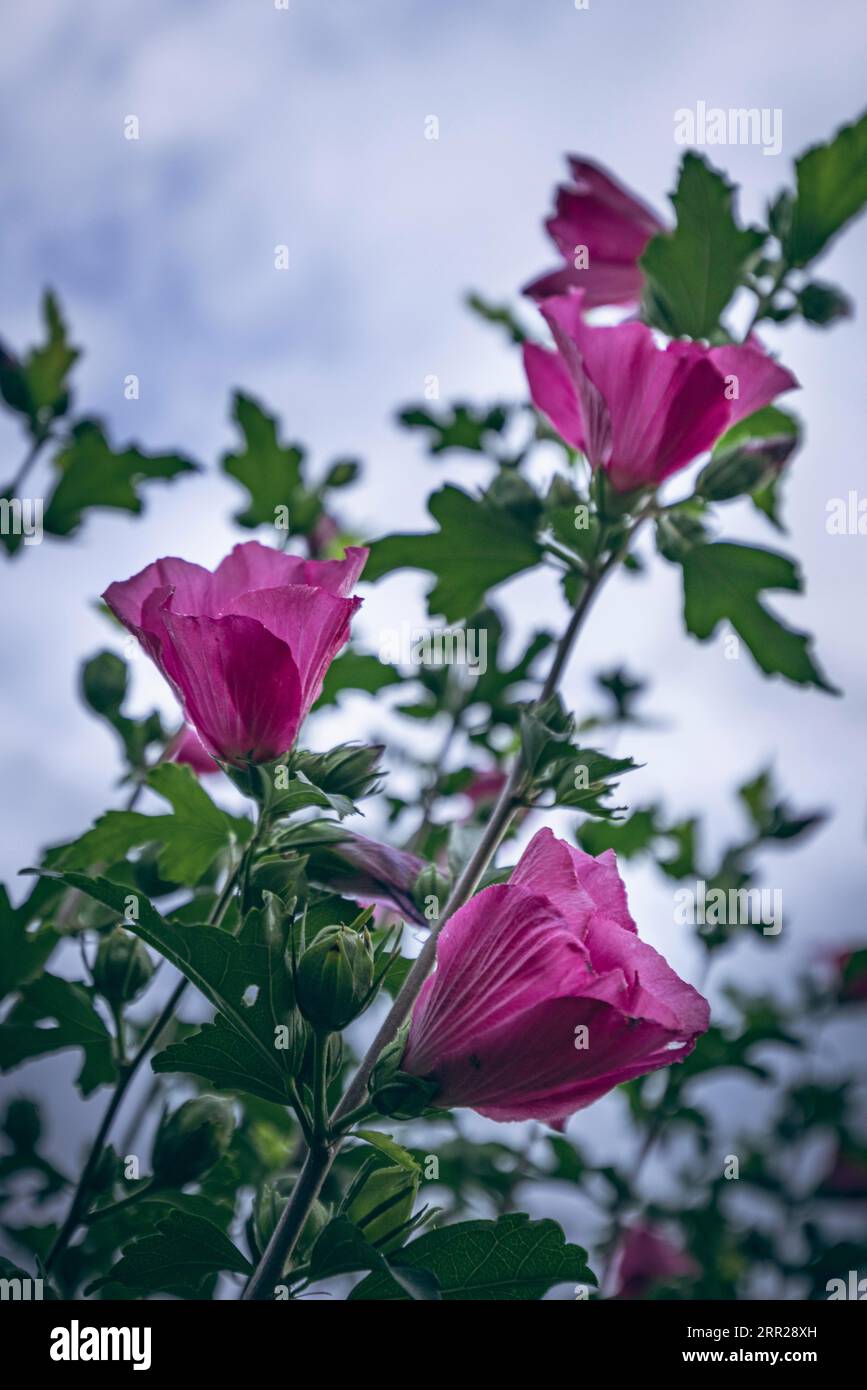 Hibiscus flower closed evening hi-res stock photography and images - Alamy