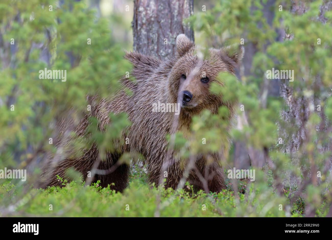 Brown bear cub finland hi-res stock photography and images - Alamy