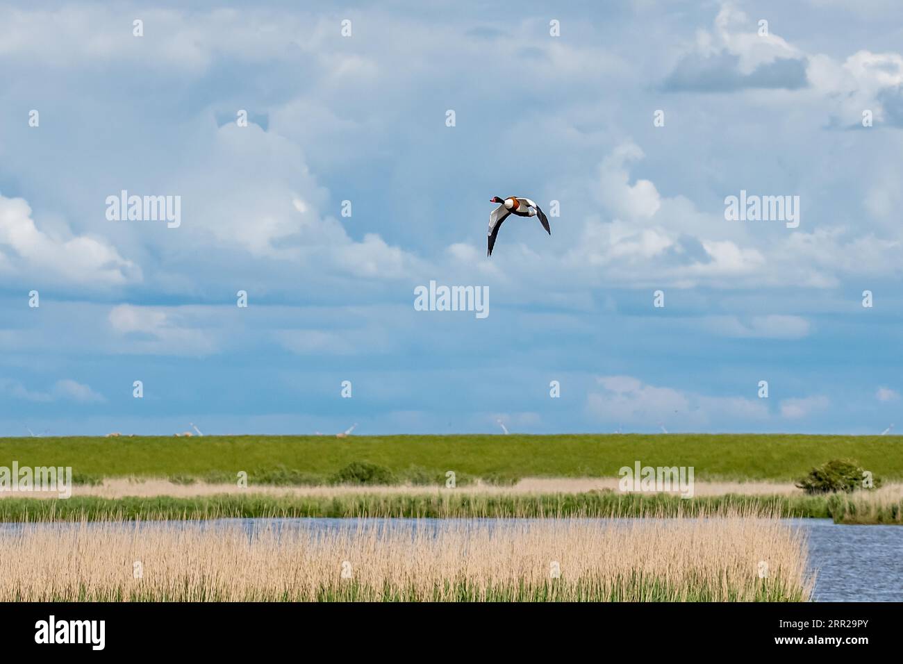 Shelduck in hi-res stock photography and images - Alamy