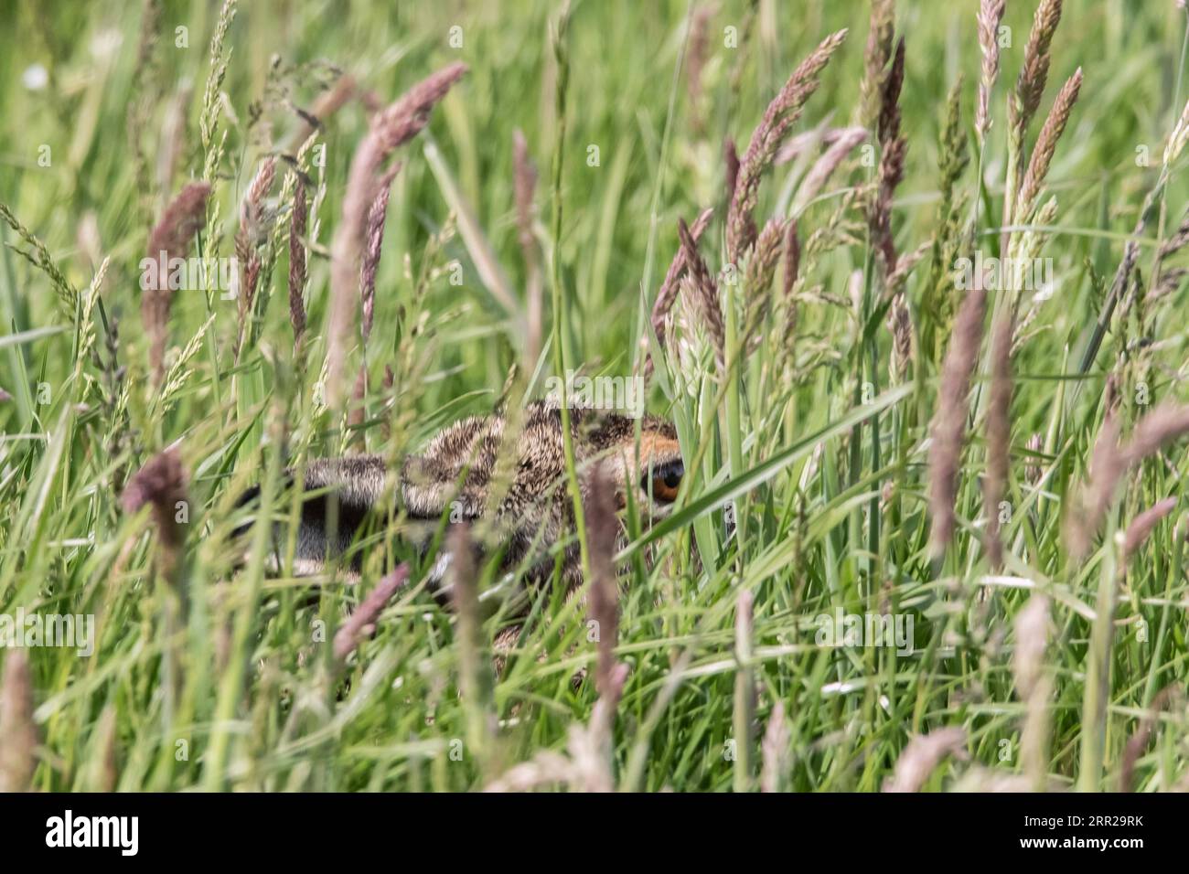 Ears laid hi-res stock photography and images - Alamy