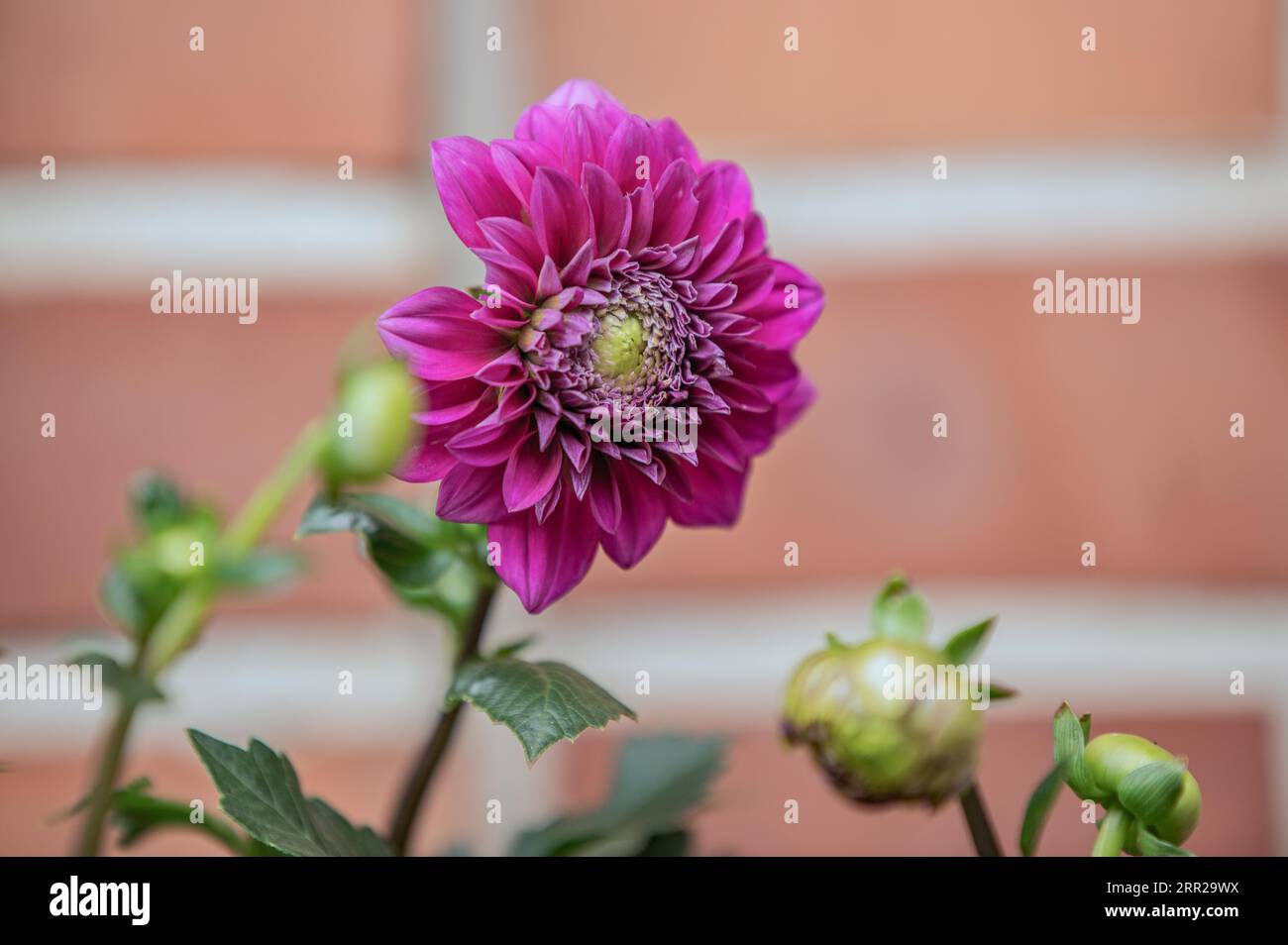 Aster asteraceae plant flowering hi-res stock photography and images ...