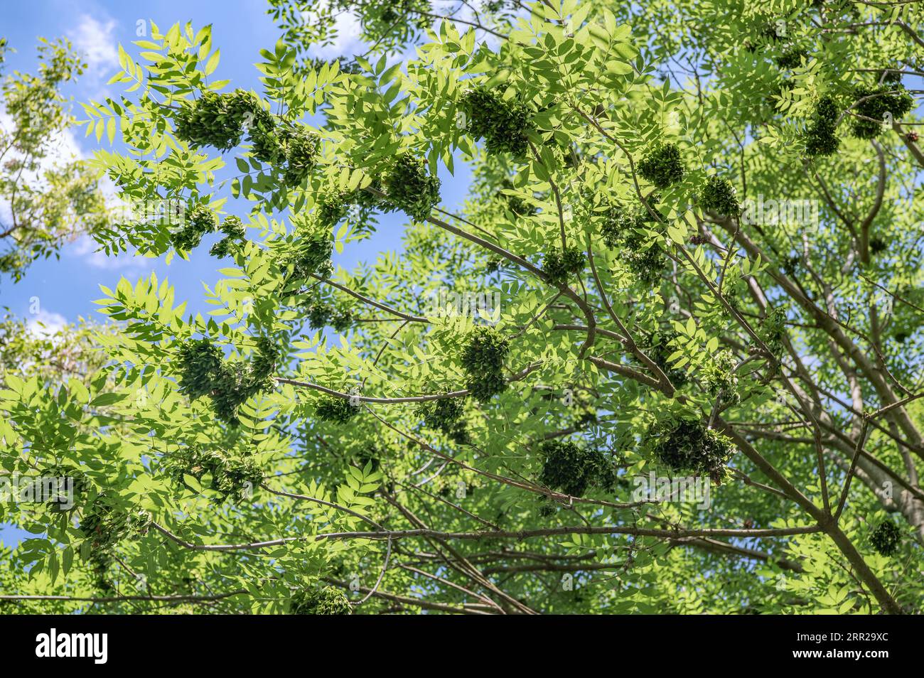 Black ash tree hi-res stock photography and images - Alamy