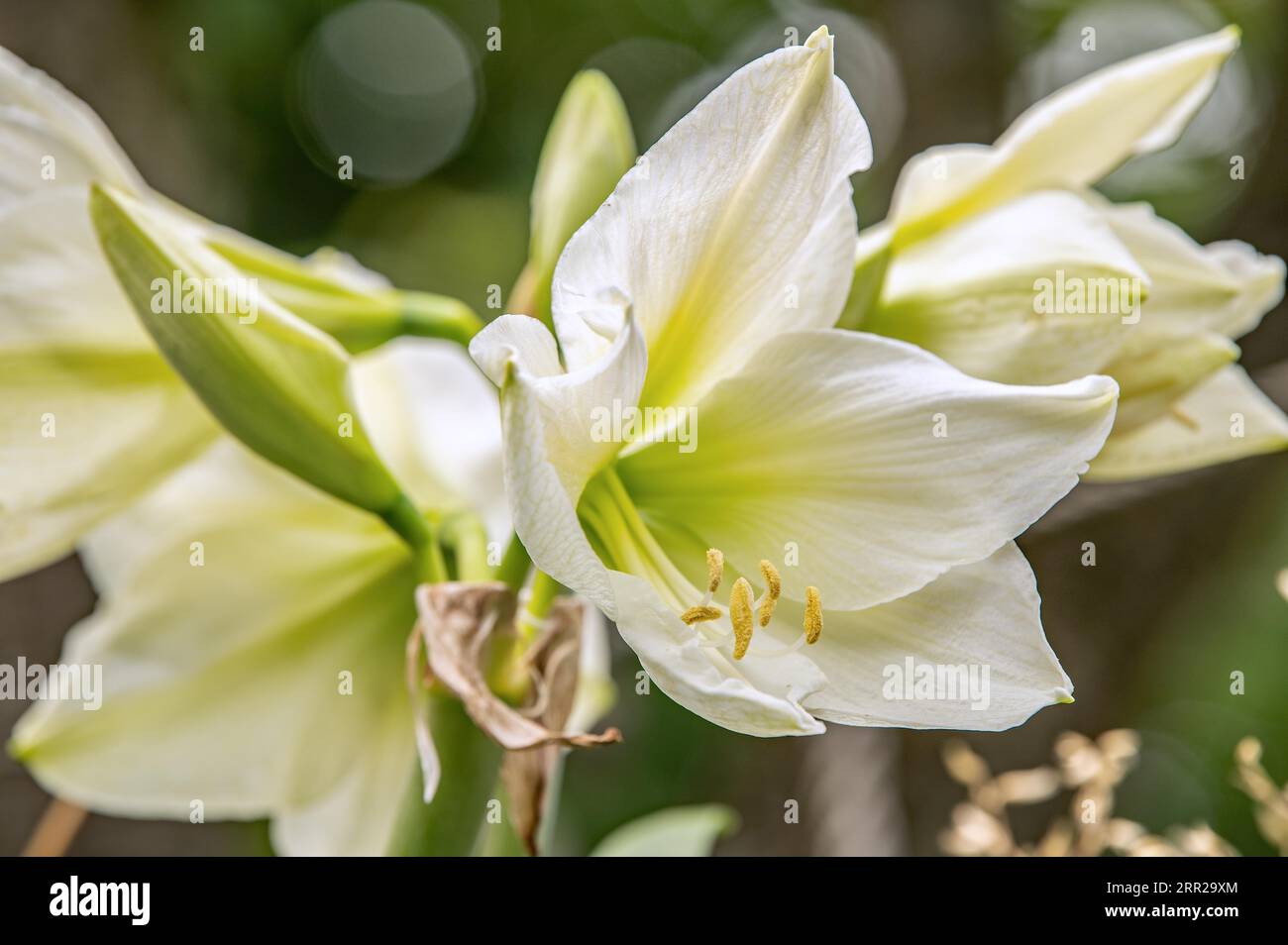 White Amaryllis in Flower Stock Photo - Alamy