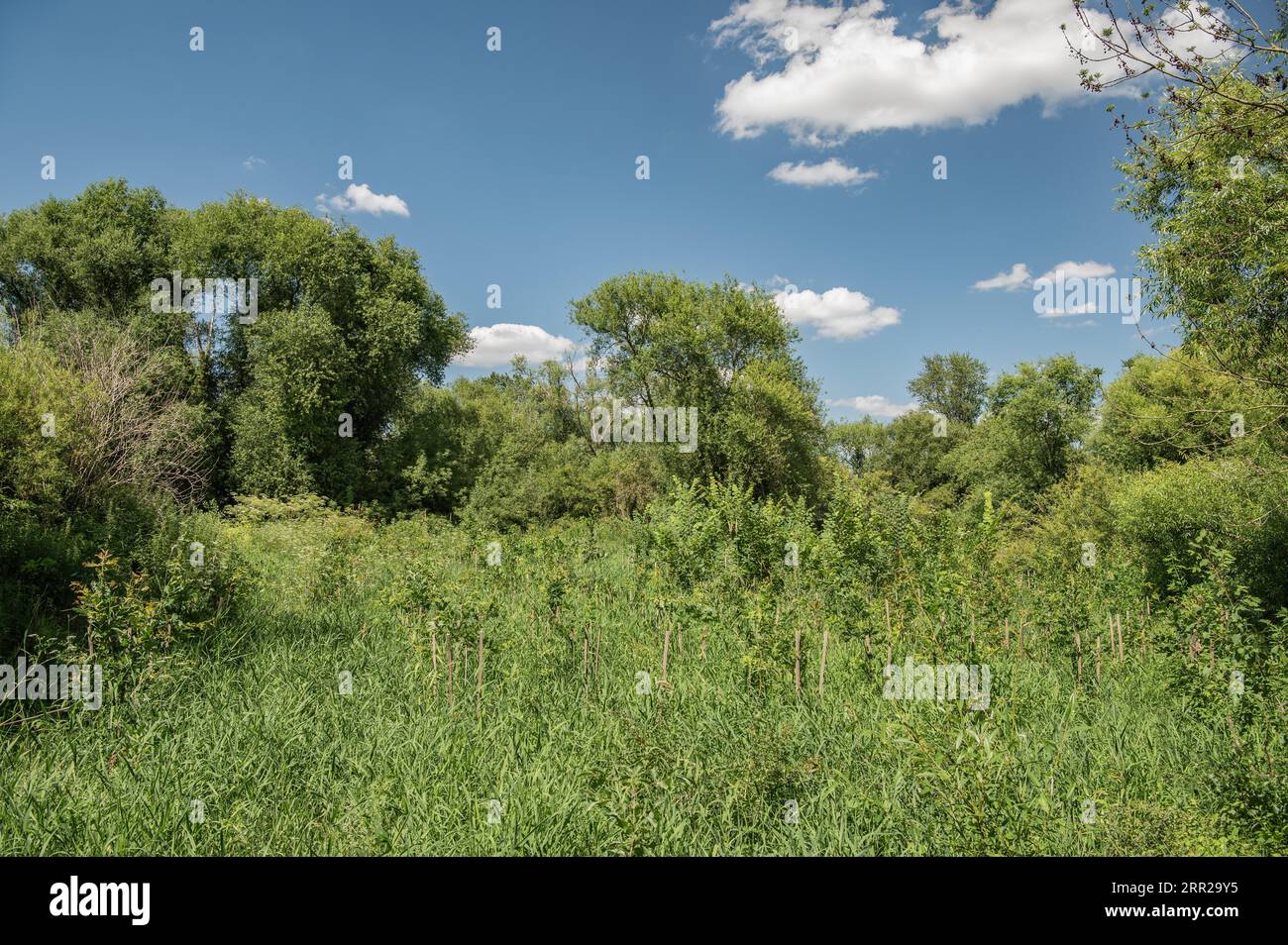 Alluvial river rhine forest hi-res stock photography and images - Alamy