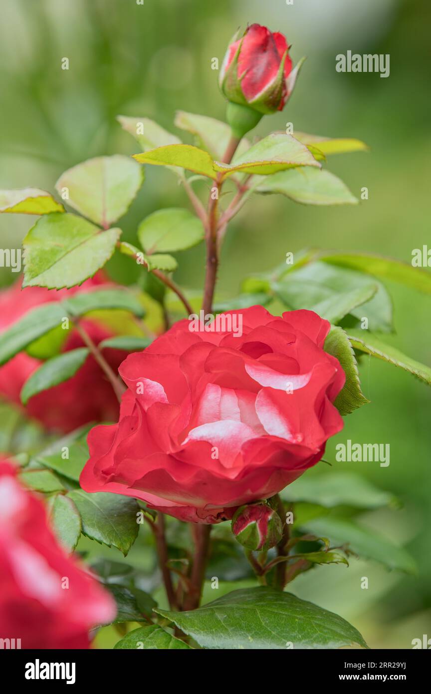 Noble rose Nostalgia in bloom Stock Photo - Alamy