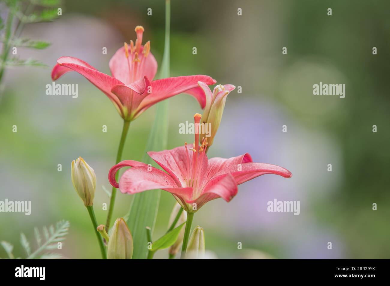 Red Fire Lily Stock Photo - Alamy