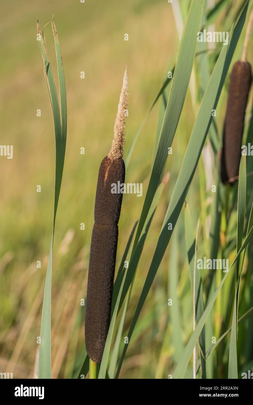 Broad leaved cattail hi-res stock photography and images - Alamy