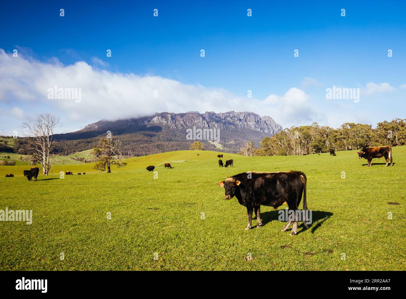 Sheffield tasmania hi-res stock photography and images - Alamy
