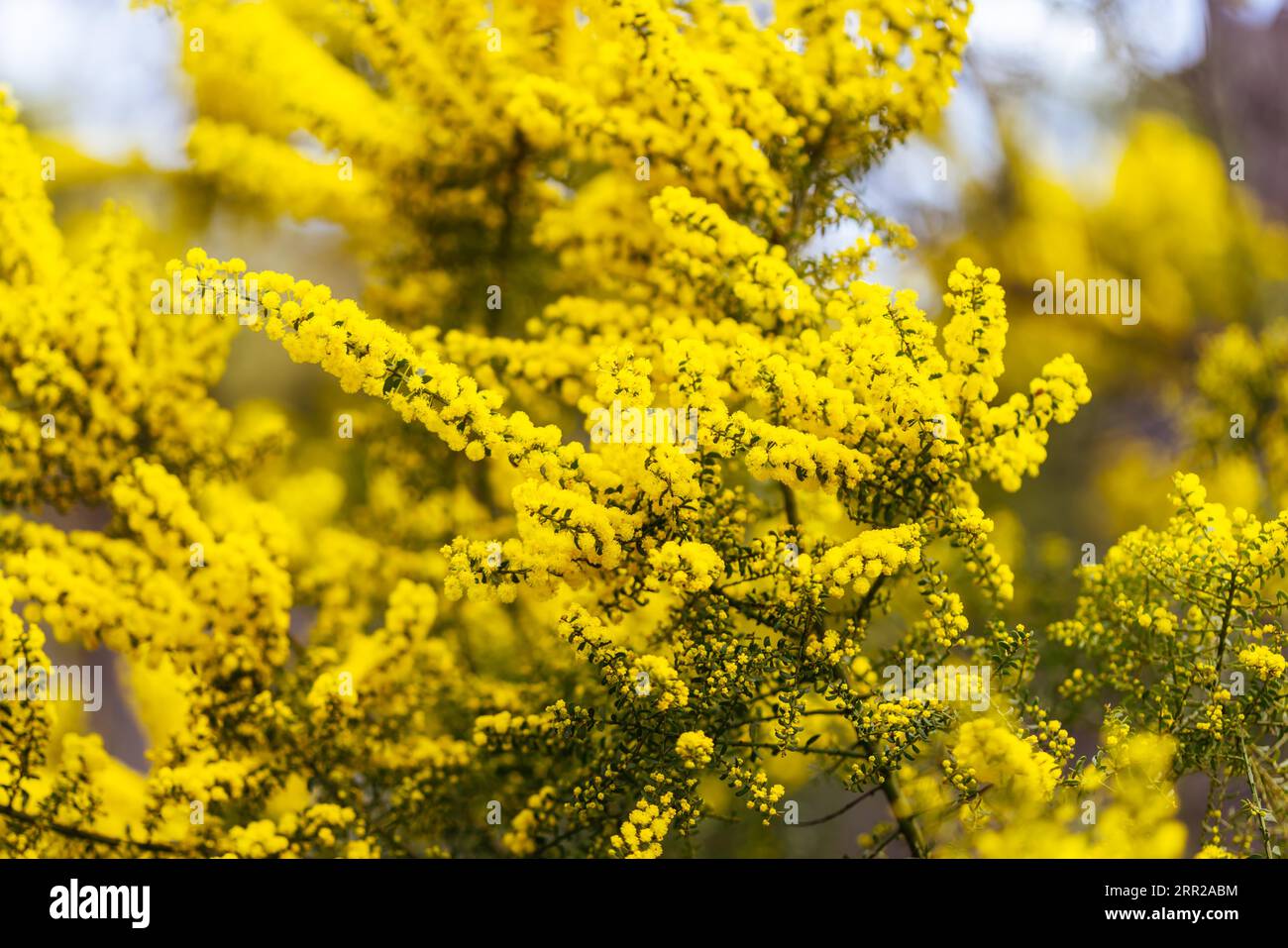 Blossoming of Mimosa tree, otherwise known as Golden Wattle (Acacia ...