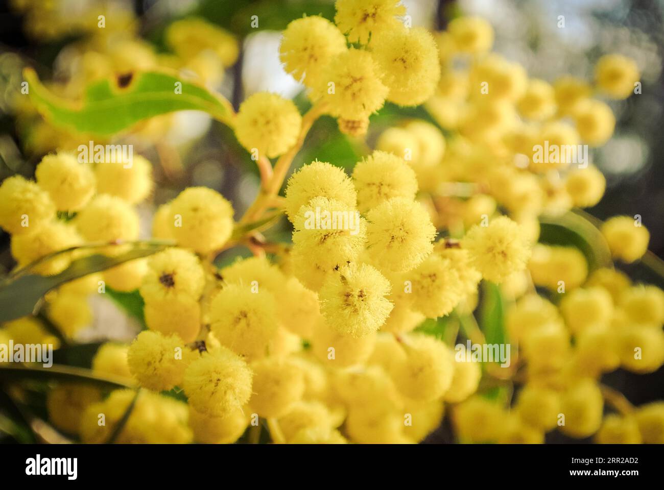 Blossoming of Mimosa tree, otherwise known as Golden Wattle (Acacia ...