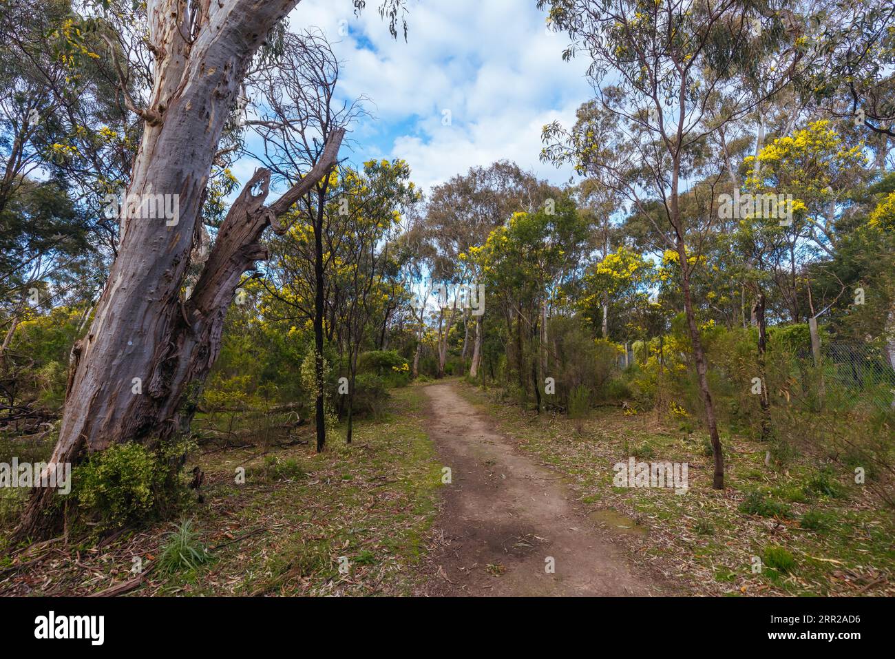 Blossoming of Mimosa tree, otherwise known as Golden Wattle (Acacia ...