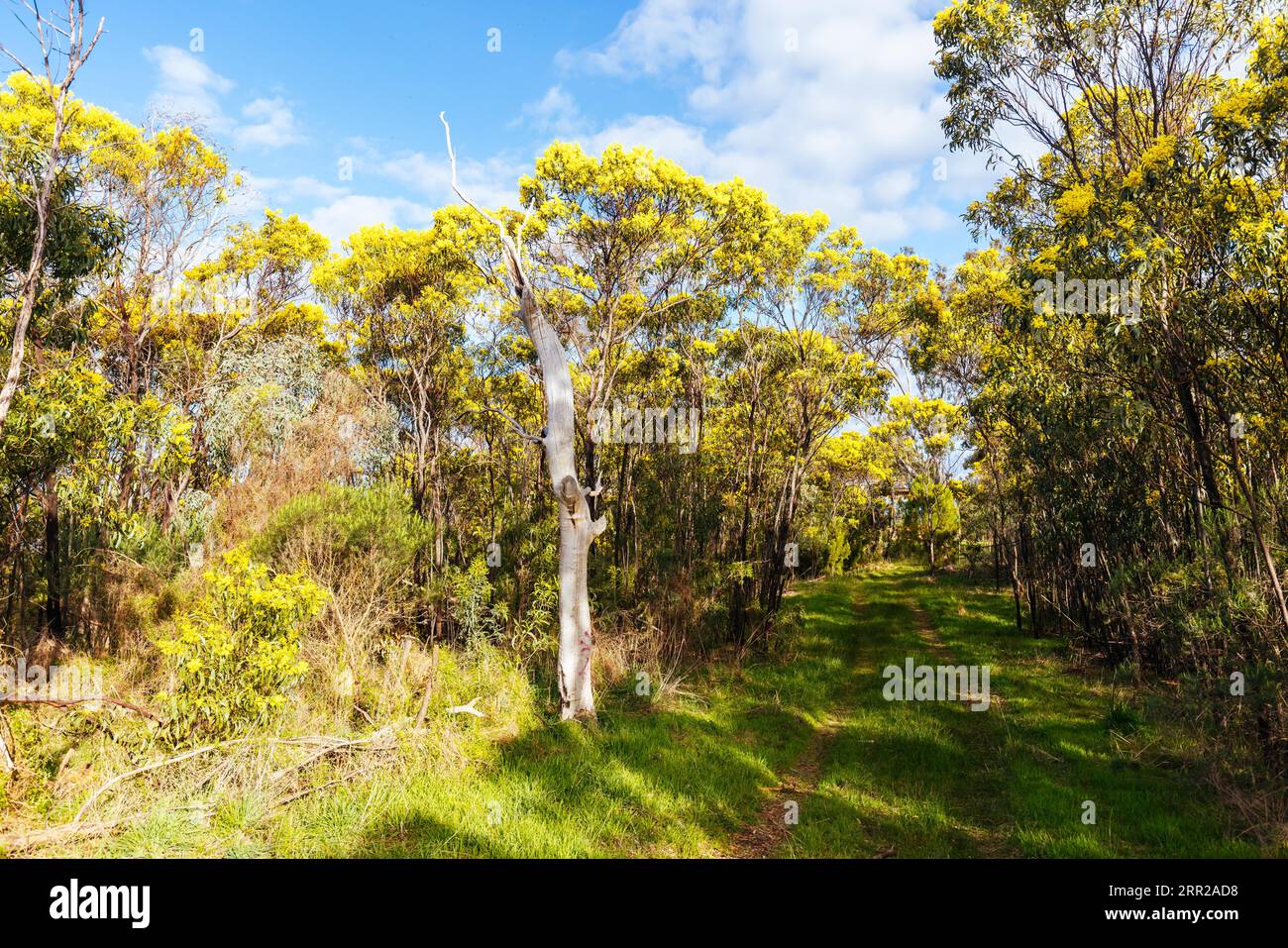 Blossoming of Mimosa tree, otherwise known as Golden Wattle (Acacia ...