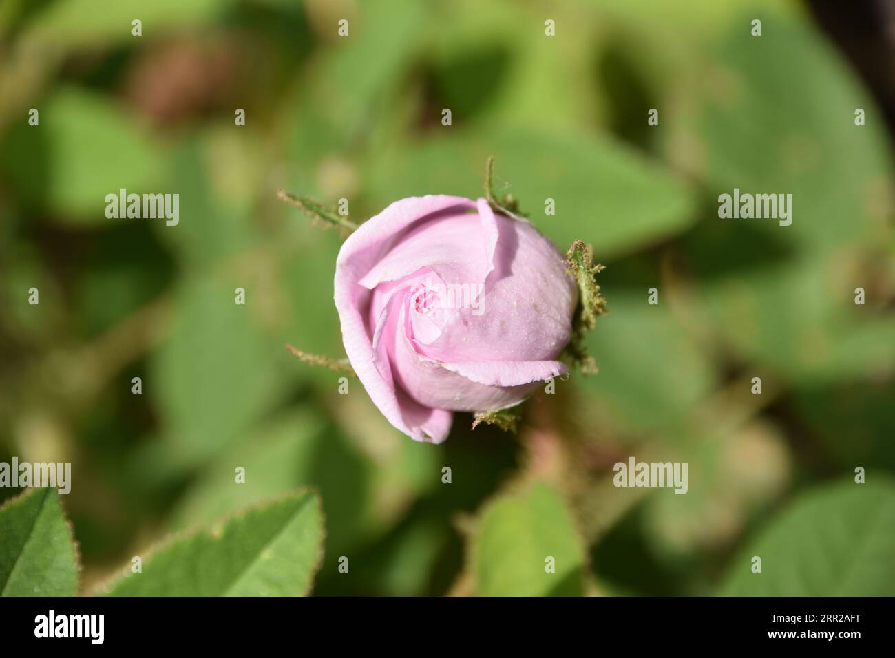Very pretty light pink rosebud beginning to flower and bloom Stock ...