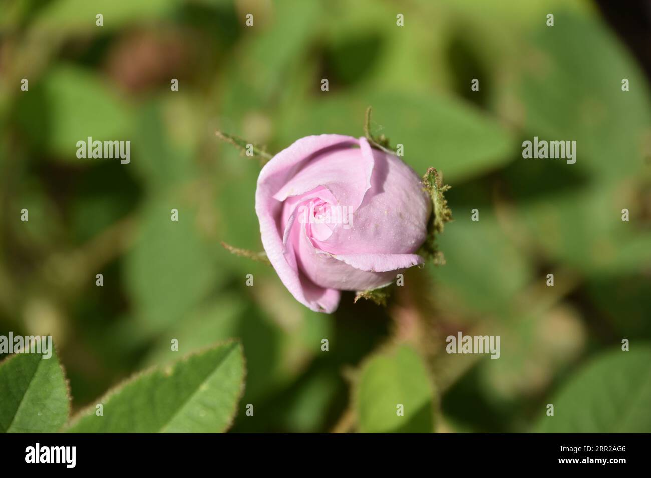Very pretty light pink tiny rosebud beginning to blossom and flower ...