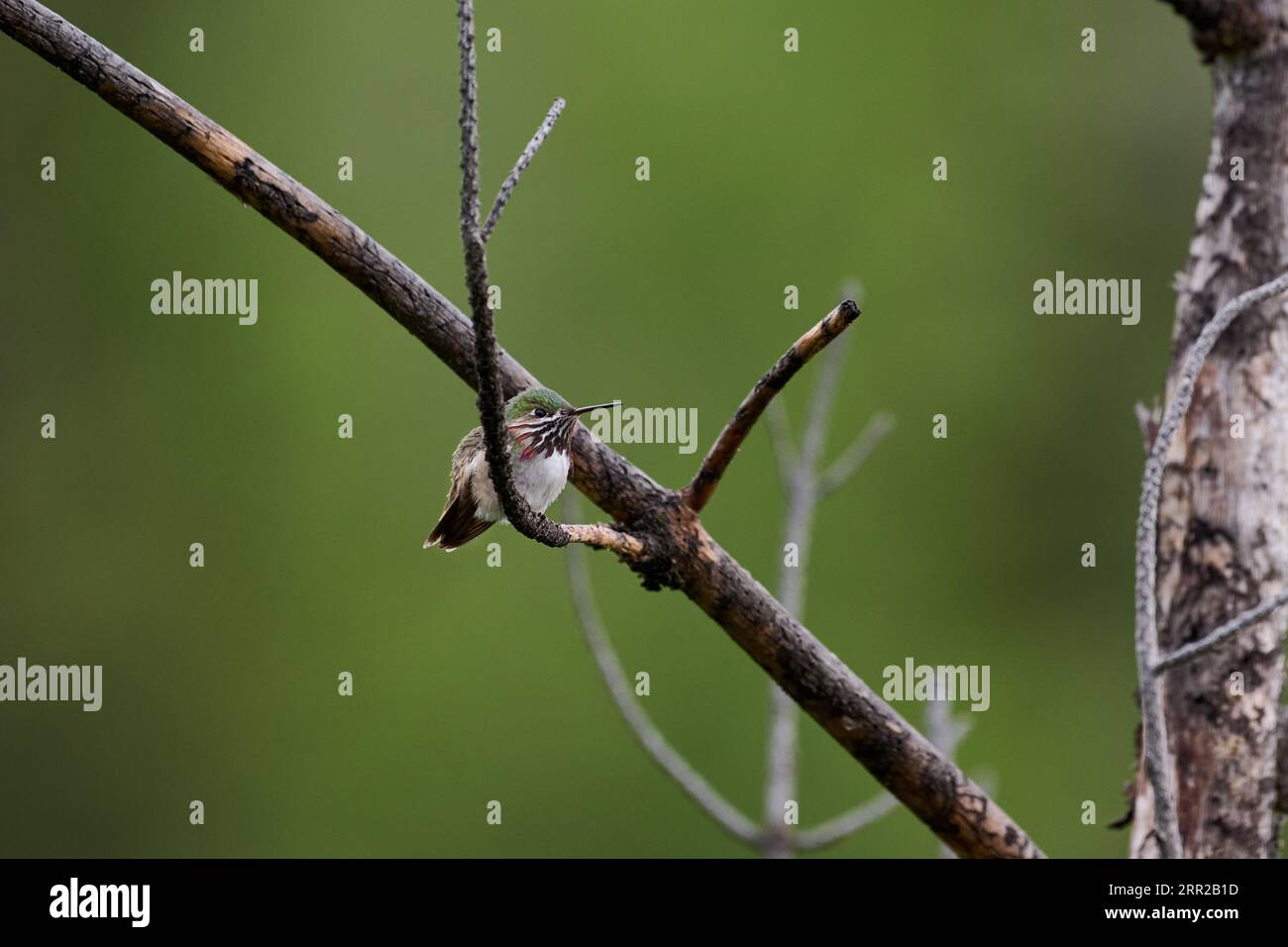 broad-tailed hummingbird (Selasphorus platycercus) on a branch, Grand ...