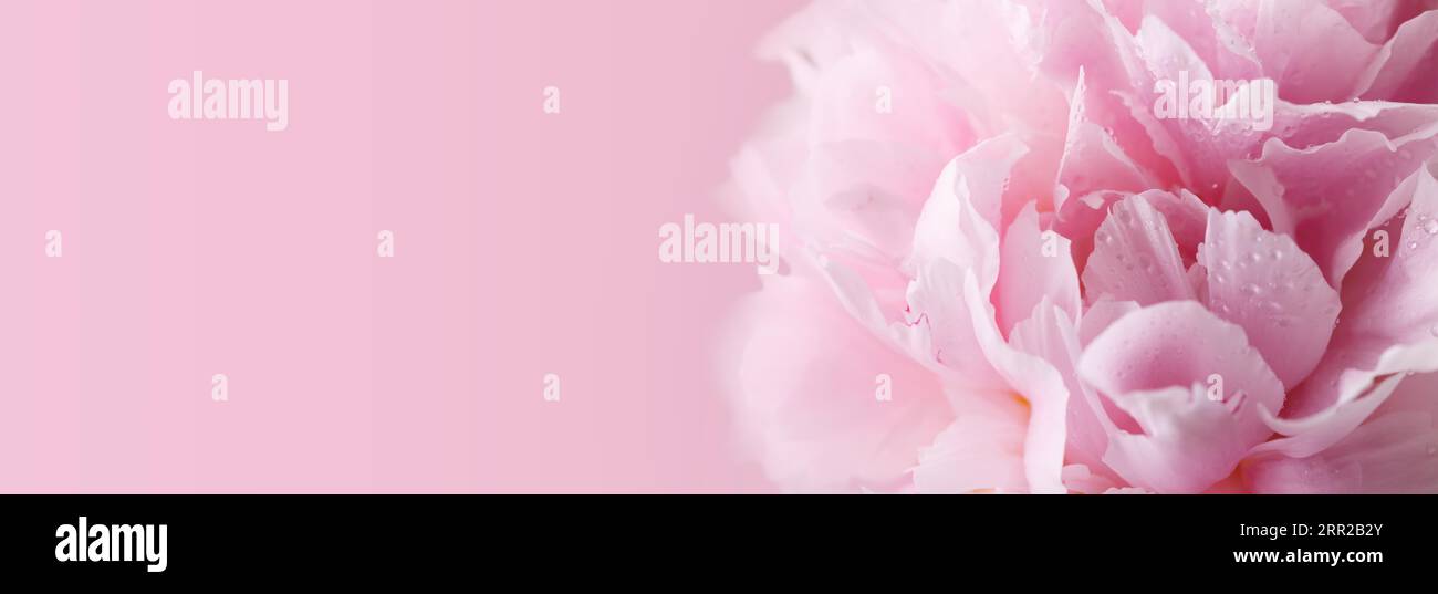 Banner beautiful pink peony hi-res stock photography and images - Alamy