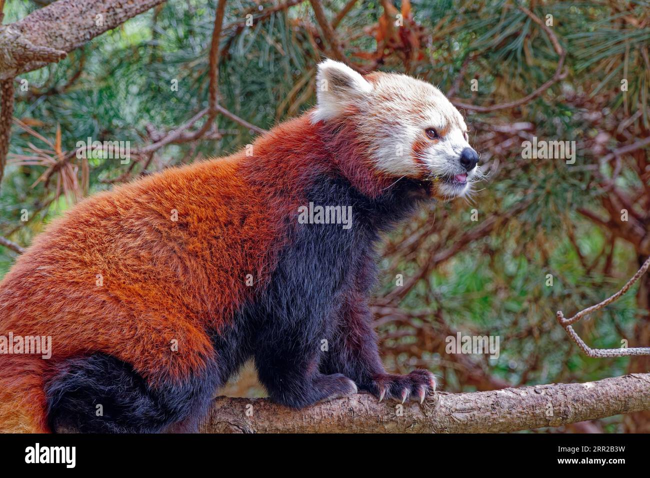 Red panda (Ailurus fulgens), captive, occurrence eastern Himalaya ...