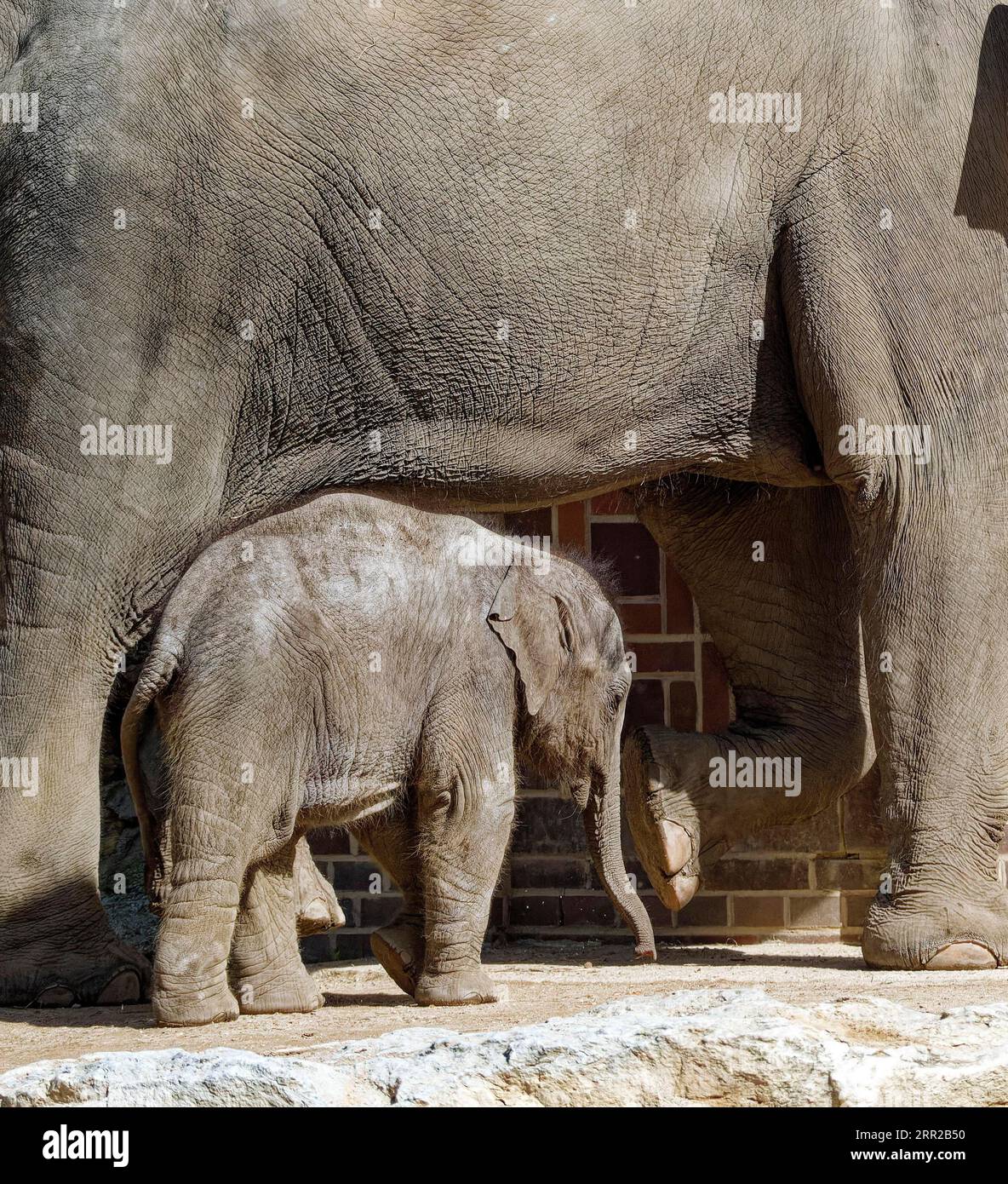 Asian elephant (Elephas maximus indicus), elephant cow next to young ...