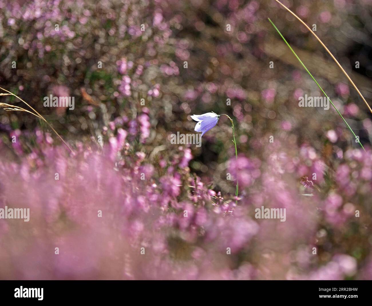 painterly study in blue & purple - single sunlit nodding flower of ...