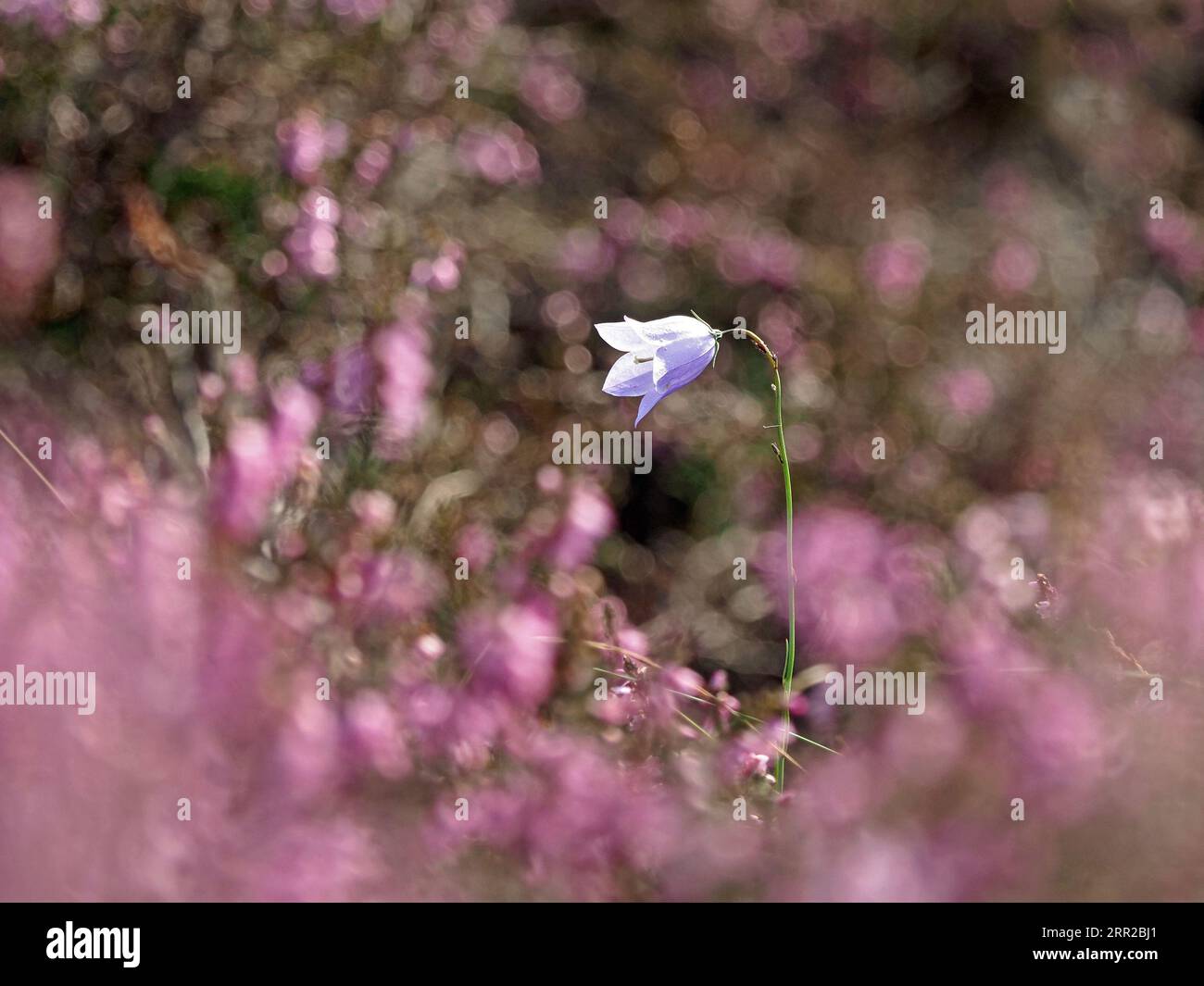 painterly study in blue & purple - single sunlit nodding flower of ...