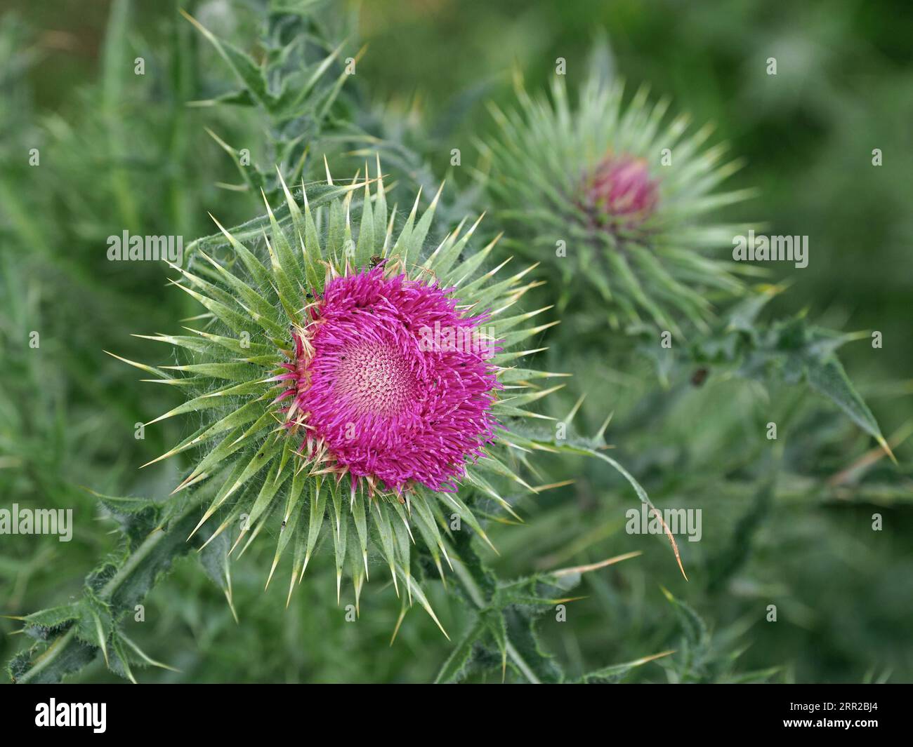 Musk Thistle (Carduus nutans) a wildflower, flowering in sunshine ...