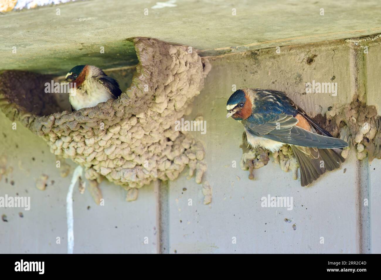 Pfahlstirnschwalben hi-res stock photography and images - Alamy