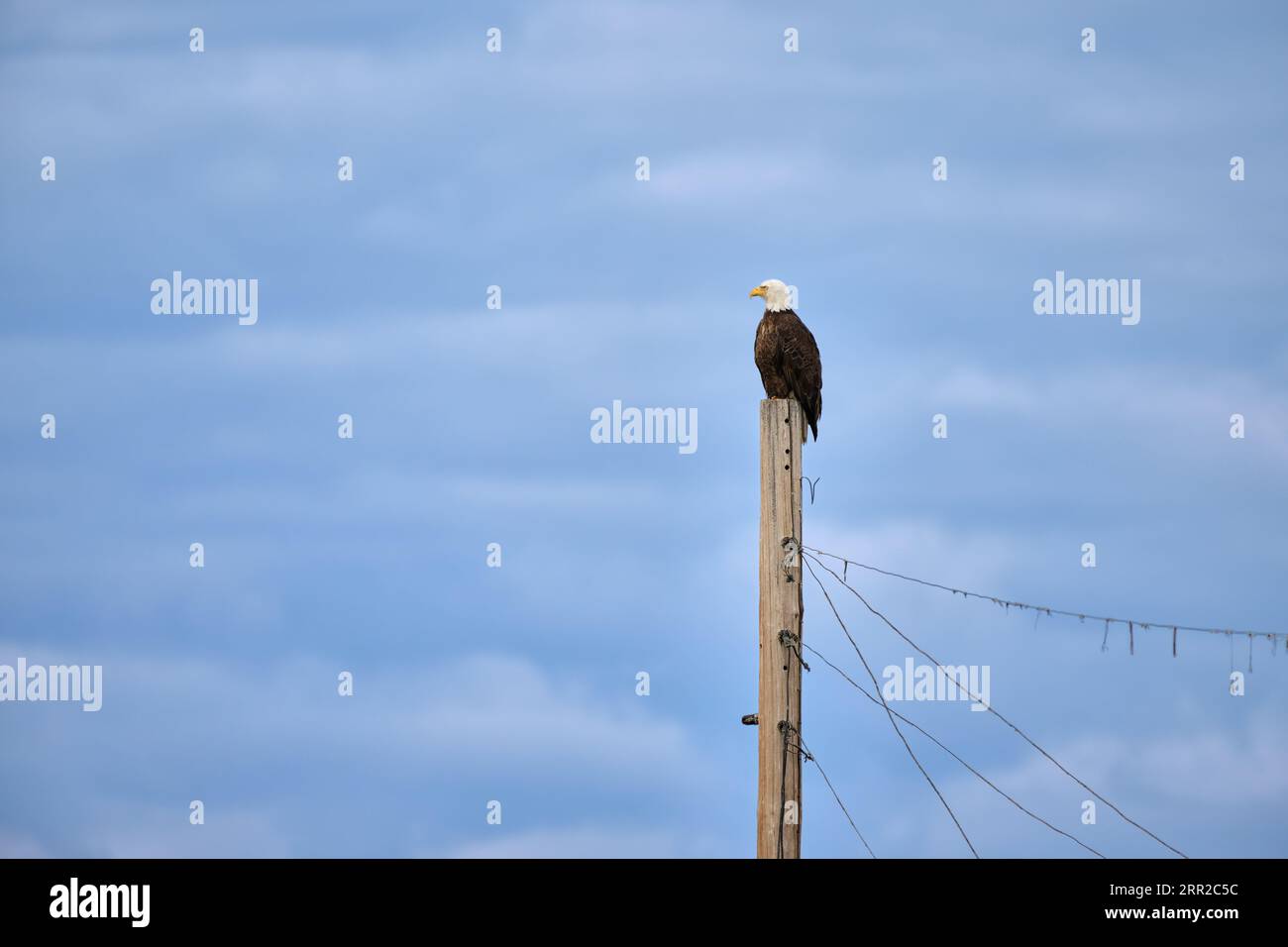 bald eagle (Haliaeetus leucocephalus) on a pole, Grand Teton National ...