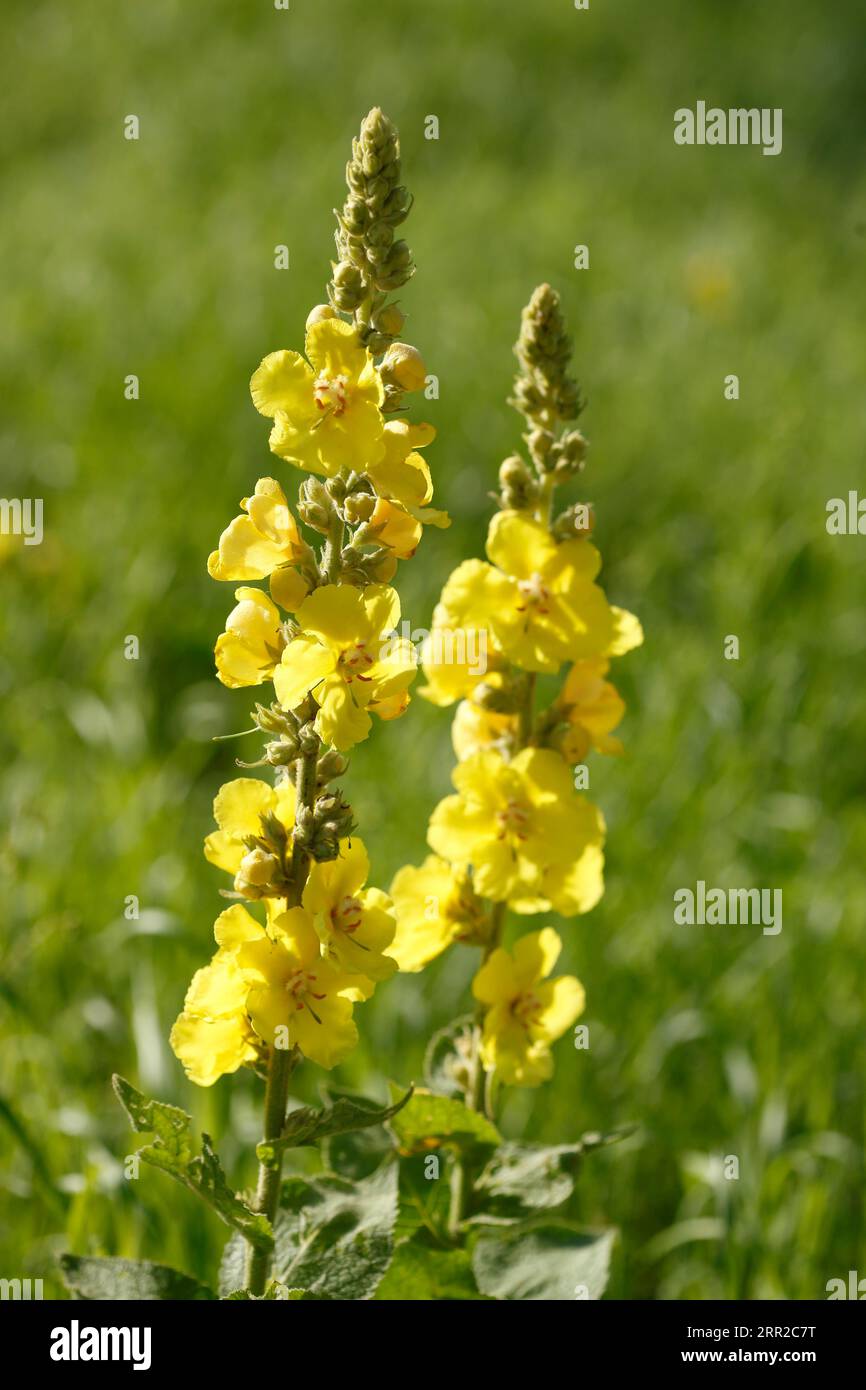 Yellow dense-flowered mullein (Verbascum densiflorum), flower, Germany ...