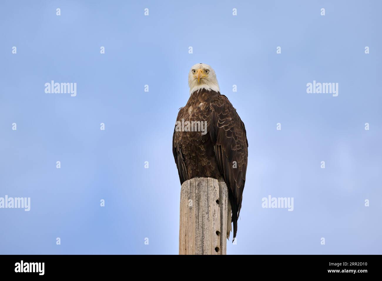 bald eagle (Haliaeetus leucocephalus) on a pole, Grand Teton National ...