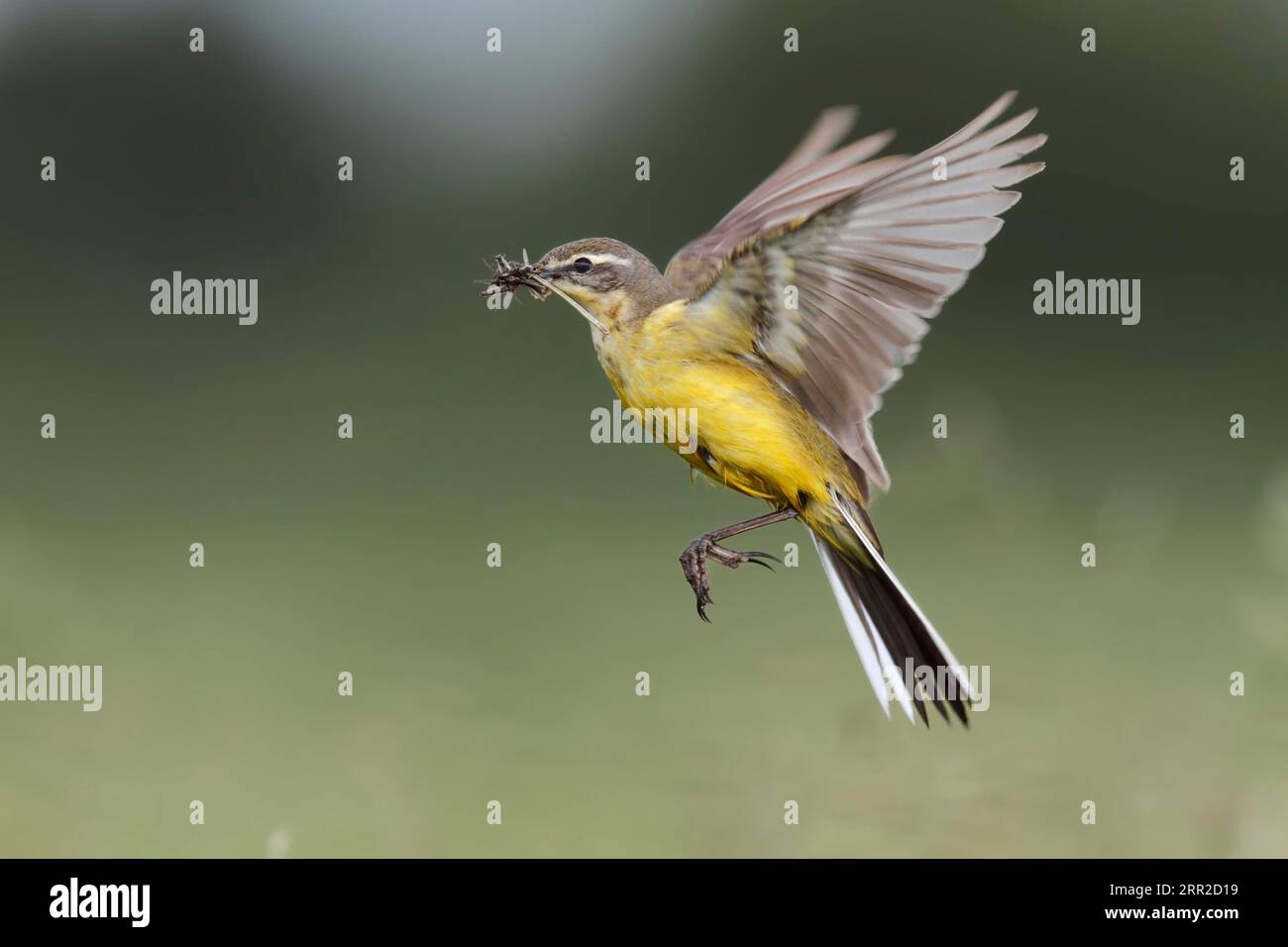 Blue-headed wagtail (Motacilla flava flava), with prey in its beak ...
