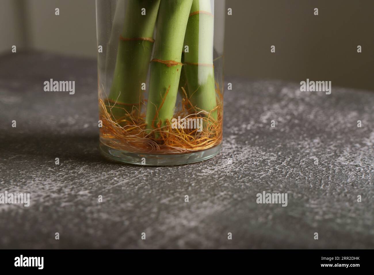 detail of bamboo plant root Stock Photo - Alamy
