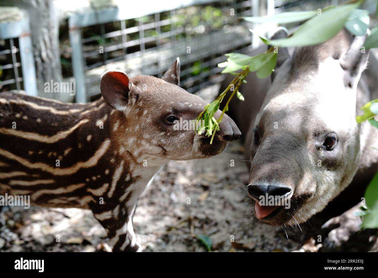 Bilder tapir hi-res stock photography and images - Alamy