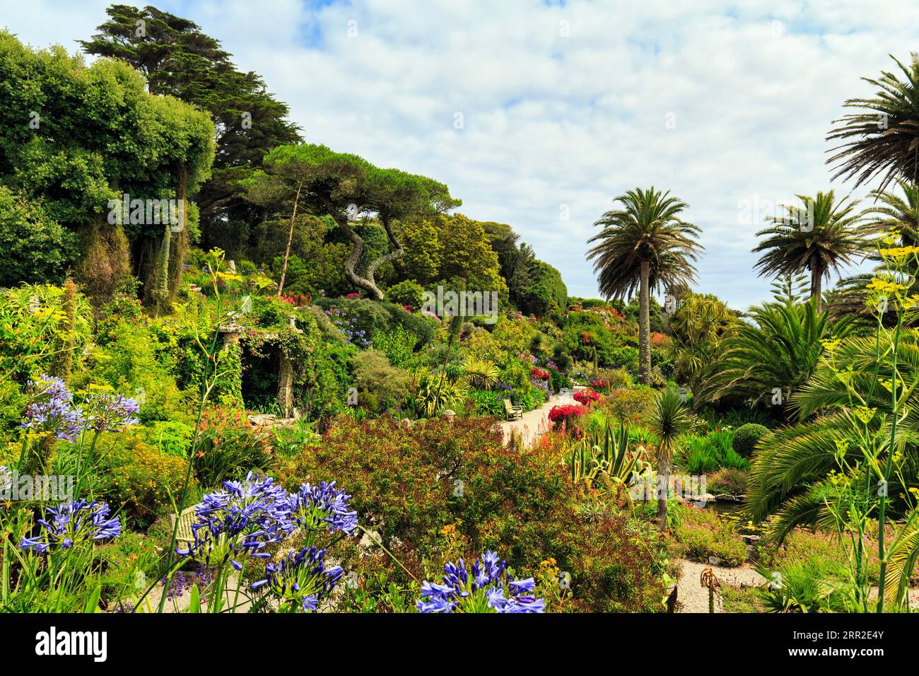 19th century subtropical garden, flowering plants, Tresco Abbey Garden ...