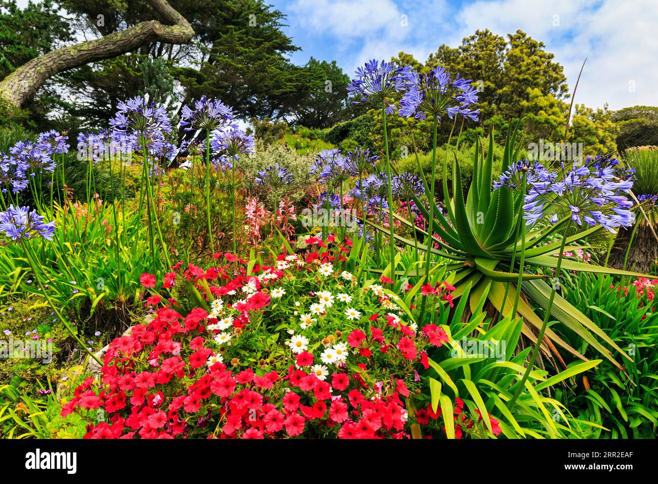 Flowering plants, 19th century subtropical garden, Tresco Abbey Garden ...