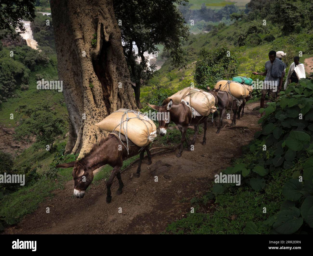 Donkey caravan, donkeys loaded with sacks on mountain path, Ethiopia ...