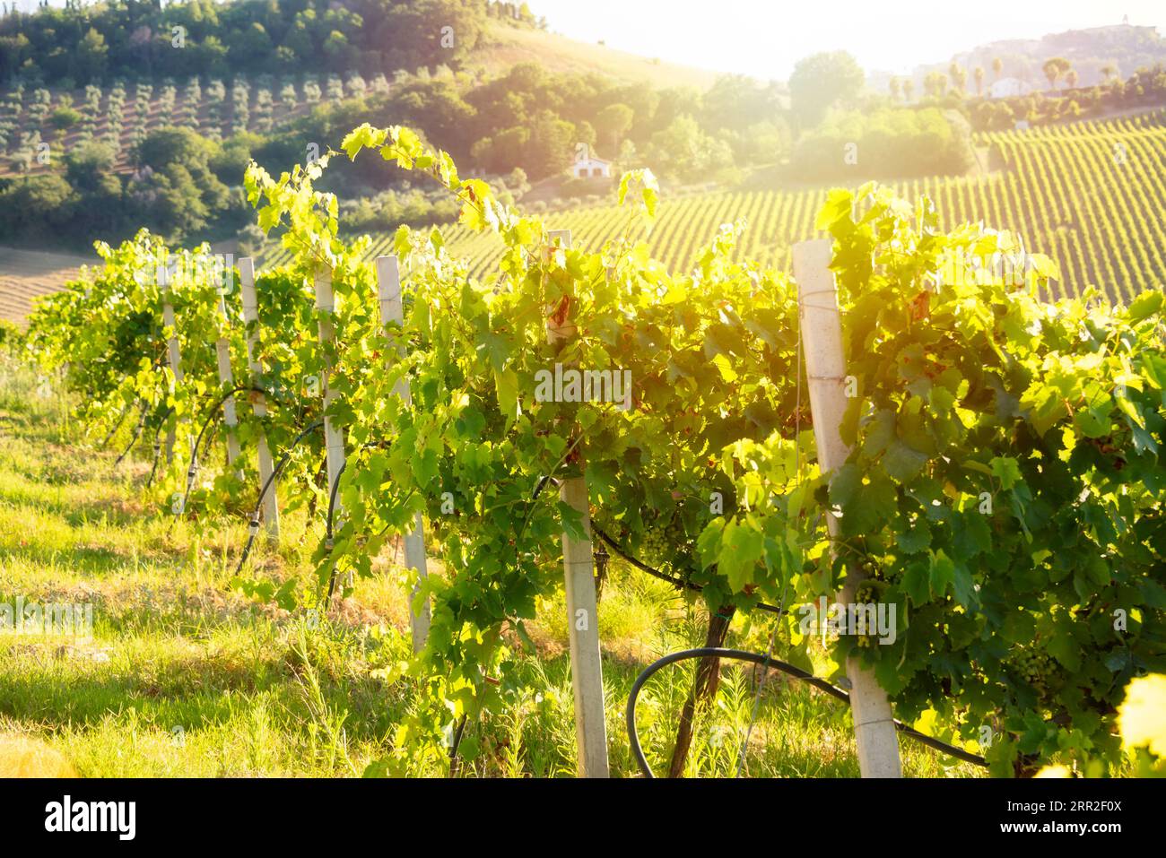 Countryside landscape with vineyard on hill lit by sun Stock Photo - Alamy