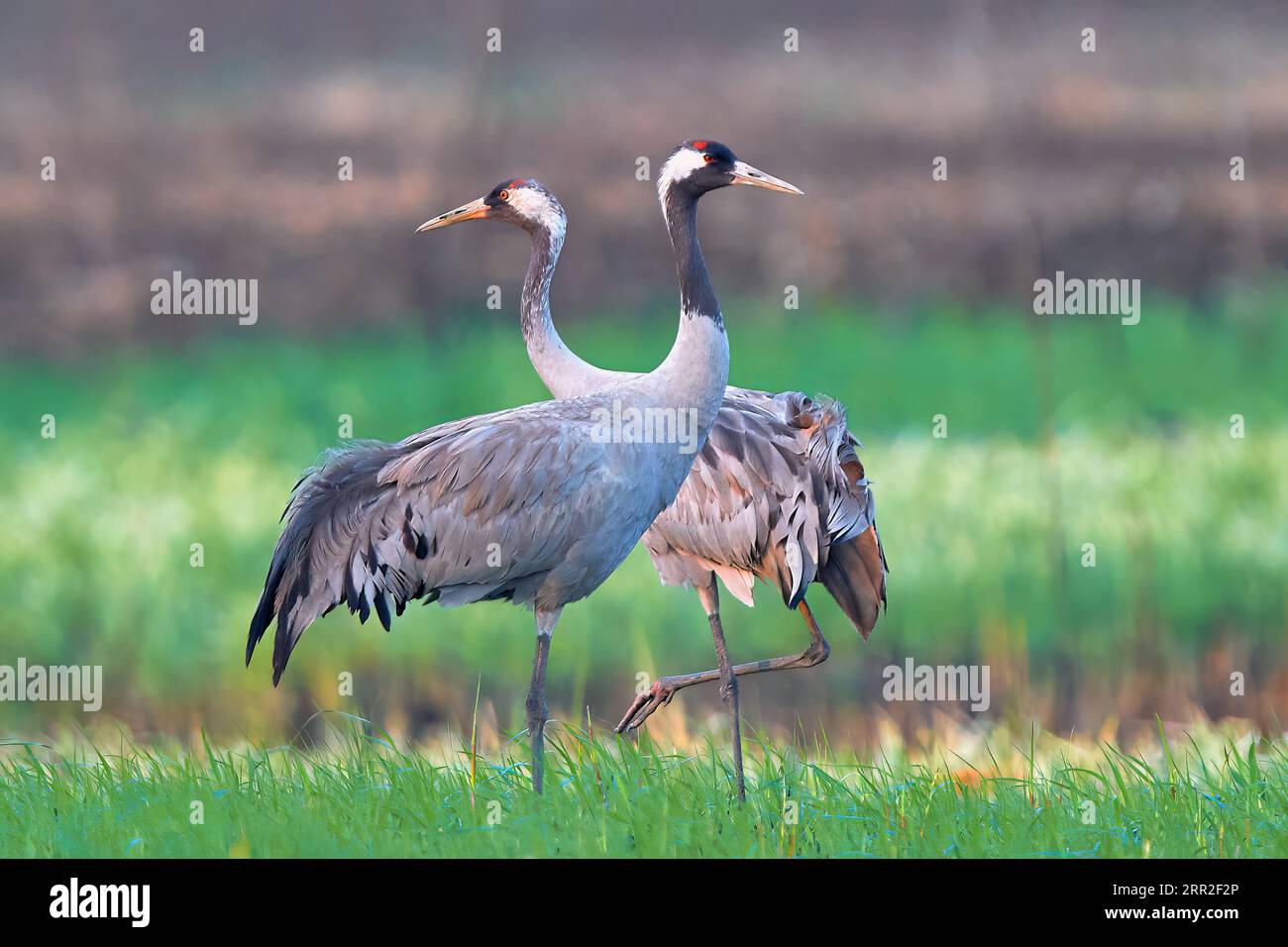 Common cranes (Grus grus) in the field. Pair of common cranes in ...