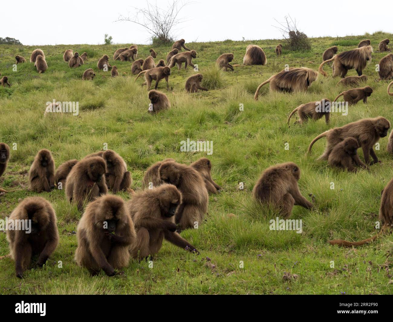 Gelada baboons (Theropithecus gelada), blood-breasted baboon, large ...