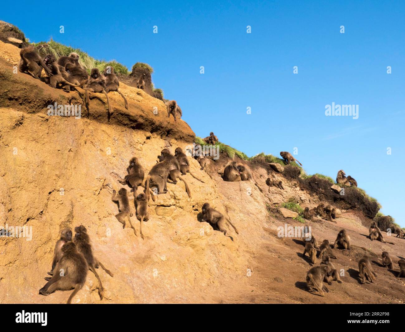 Ethiopia gelada baboons hi-res stock photography and images - Alamy